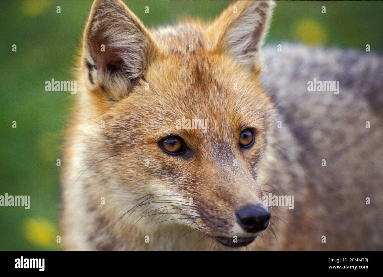 Argentina fox hi-res stock photography and images - Alamy