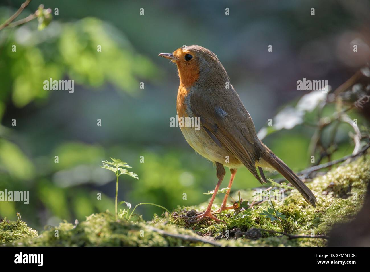 European Robin, Erithacus rubecula, on a moss covered log, looking into ...