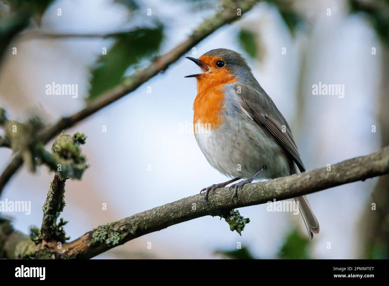 European Robin, Erithacus rubecula, singing, in a holly bush. Barn Hill ...