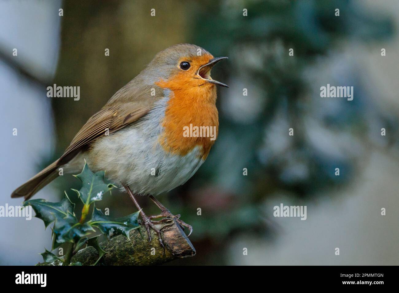 European Robin, Erithacus rubecula, singing in a holly bush. Barn Hill ...