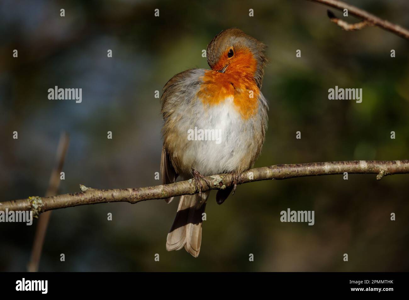 European Robin, Erithacus rubecula, preening himself on a twig. Barn ...