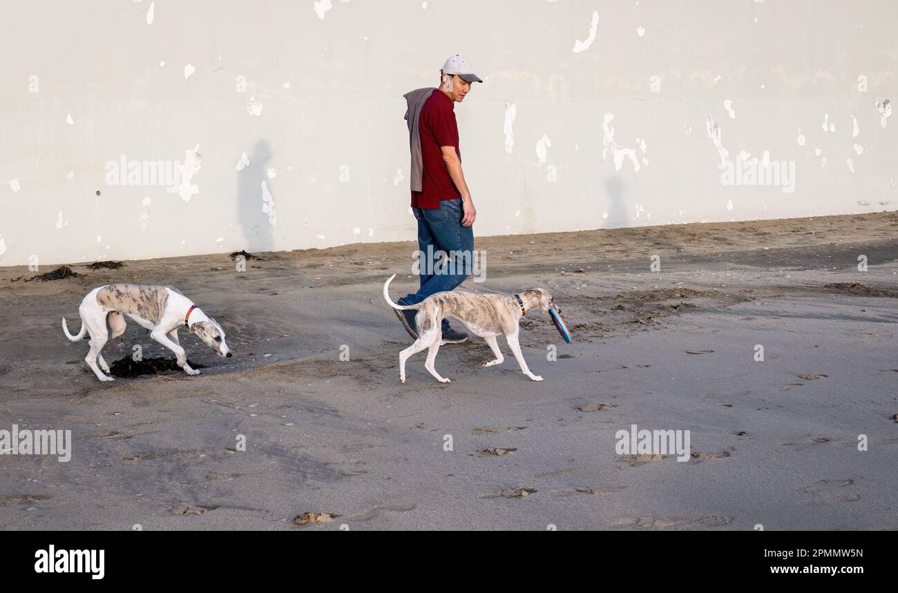 Man and dogs playing on a sandy beach. Morning sun casting shadows on ...