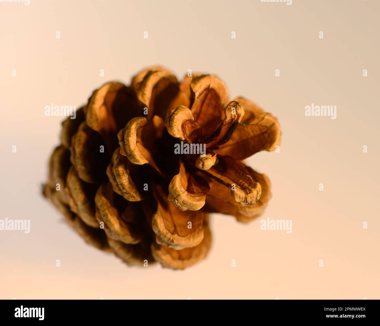 Fungi and conifers and ferns hi-res stock photography and images - Alamy