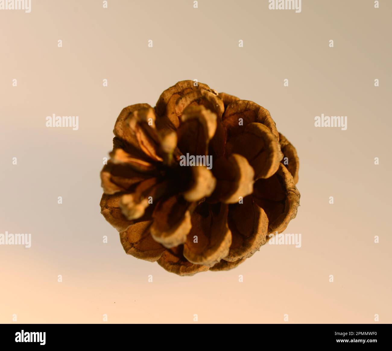 Conifer cone, Pinus sylvestris Stock Photo - Alamy