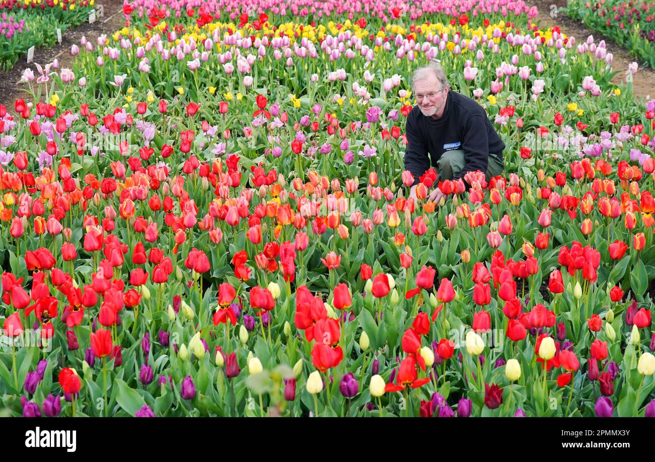 Gardener Steve Warren tends to tulips on display in the Kitchen Garden ...