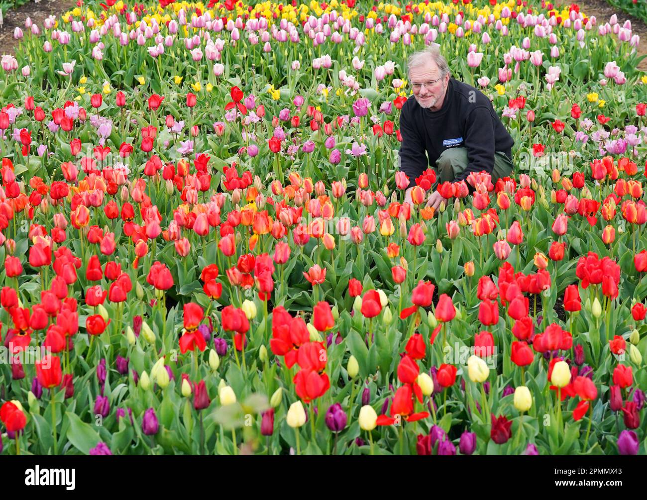 Gardener Steve Warren tends to tulips on display in the Kitchen Garden ...