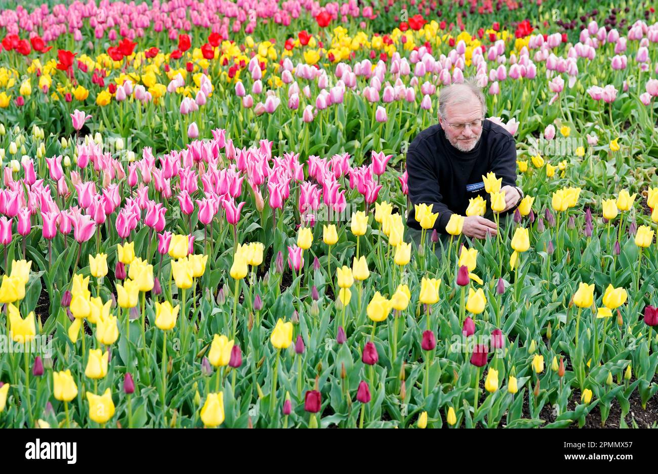 Gardener Steve Warren tends to tulips on display in the Kitchen Garden ...