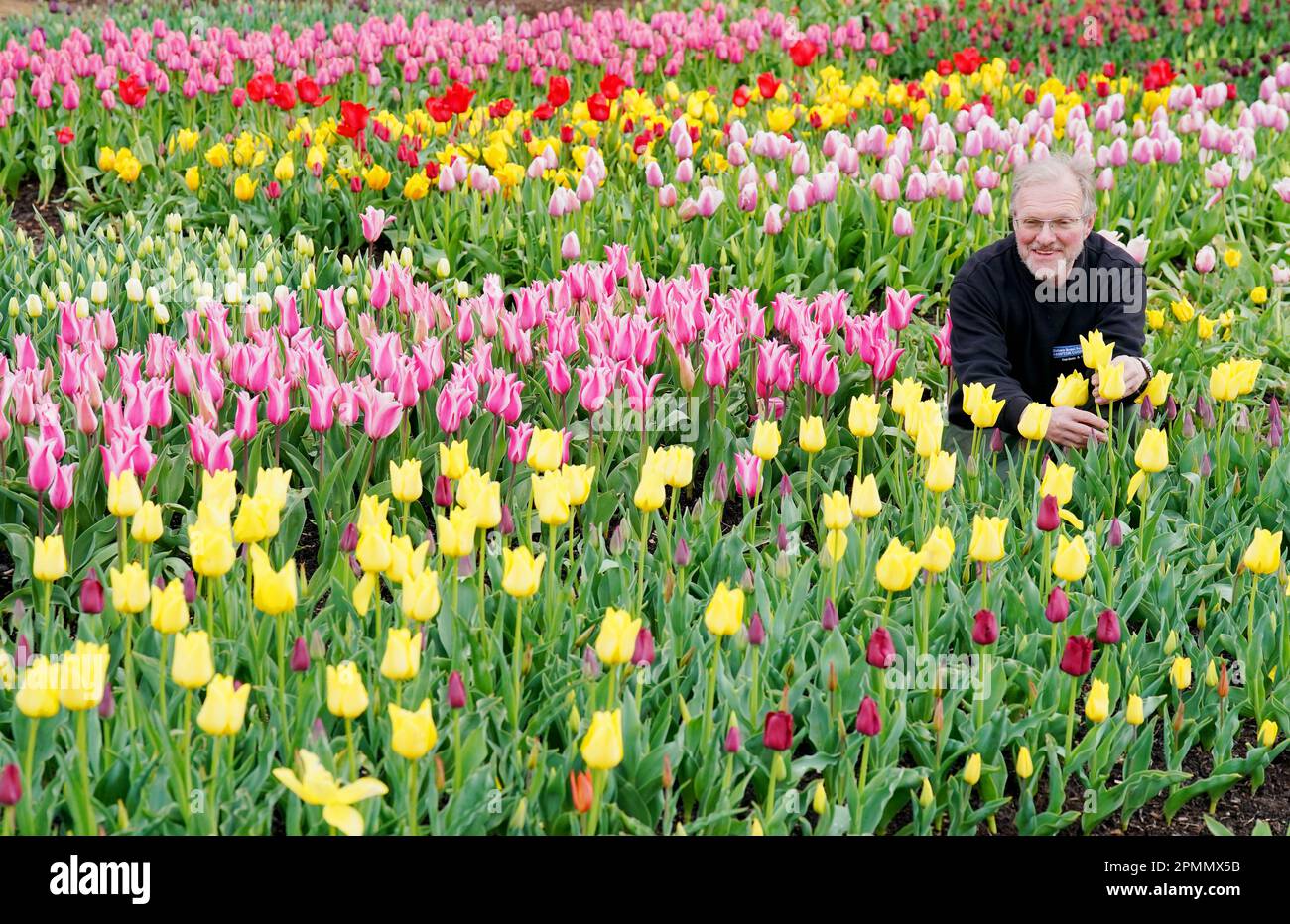 Gardener Steve Warren tends to tulips on display in the Kitchen Garden ...