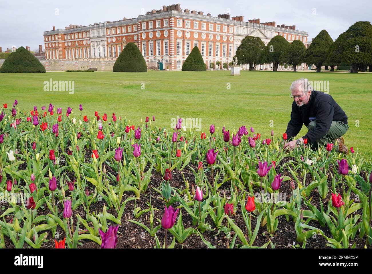 Gardener Steve Warren tends to tulips on display in view of the East ...