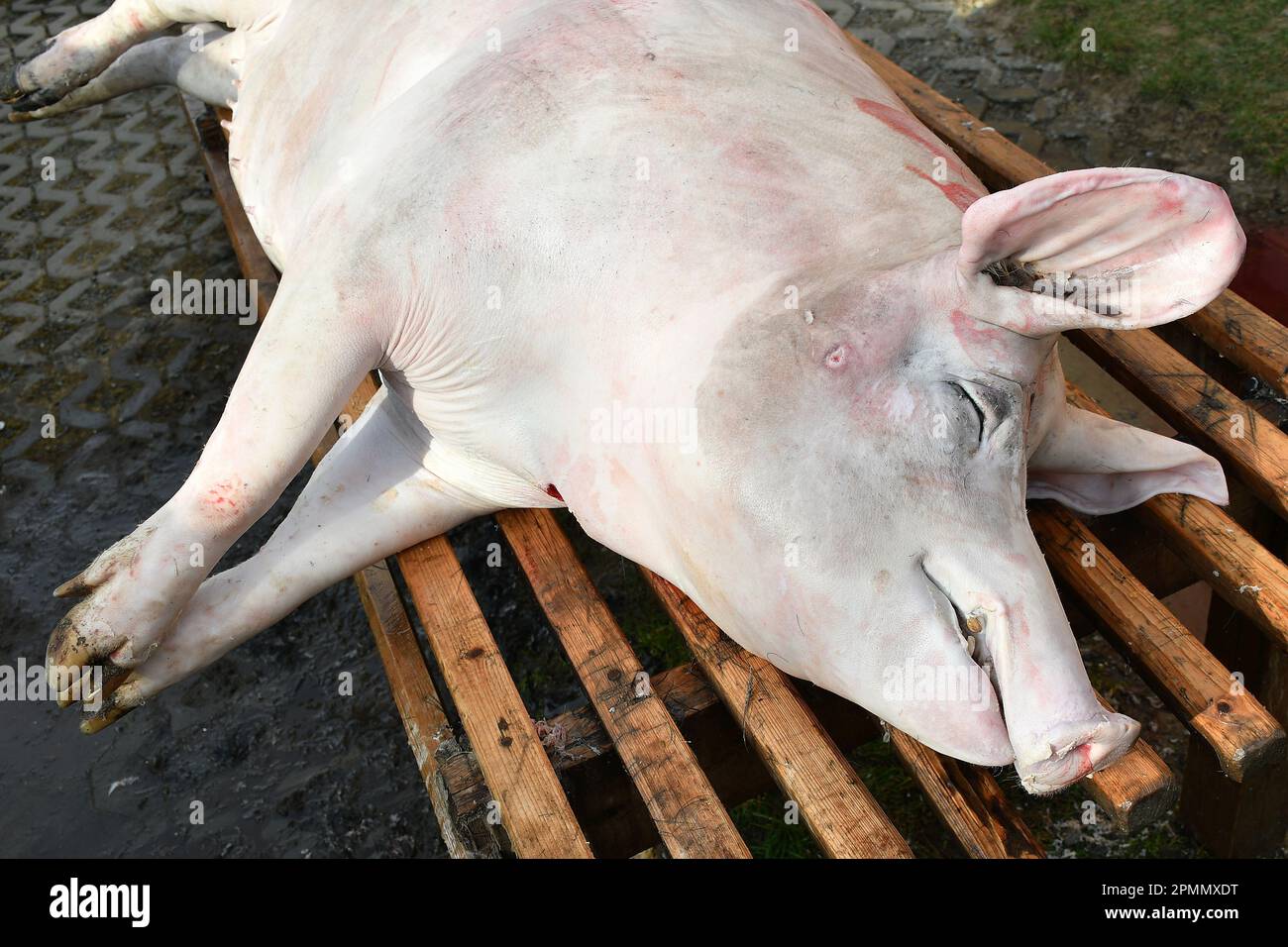 Traditional hog-killing time in Czech Republic on March 18, 2023 ...