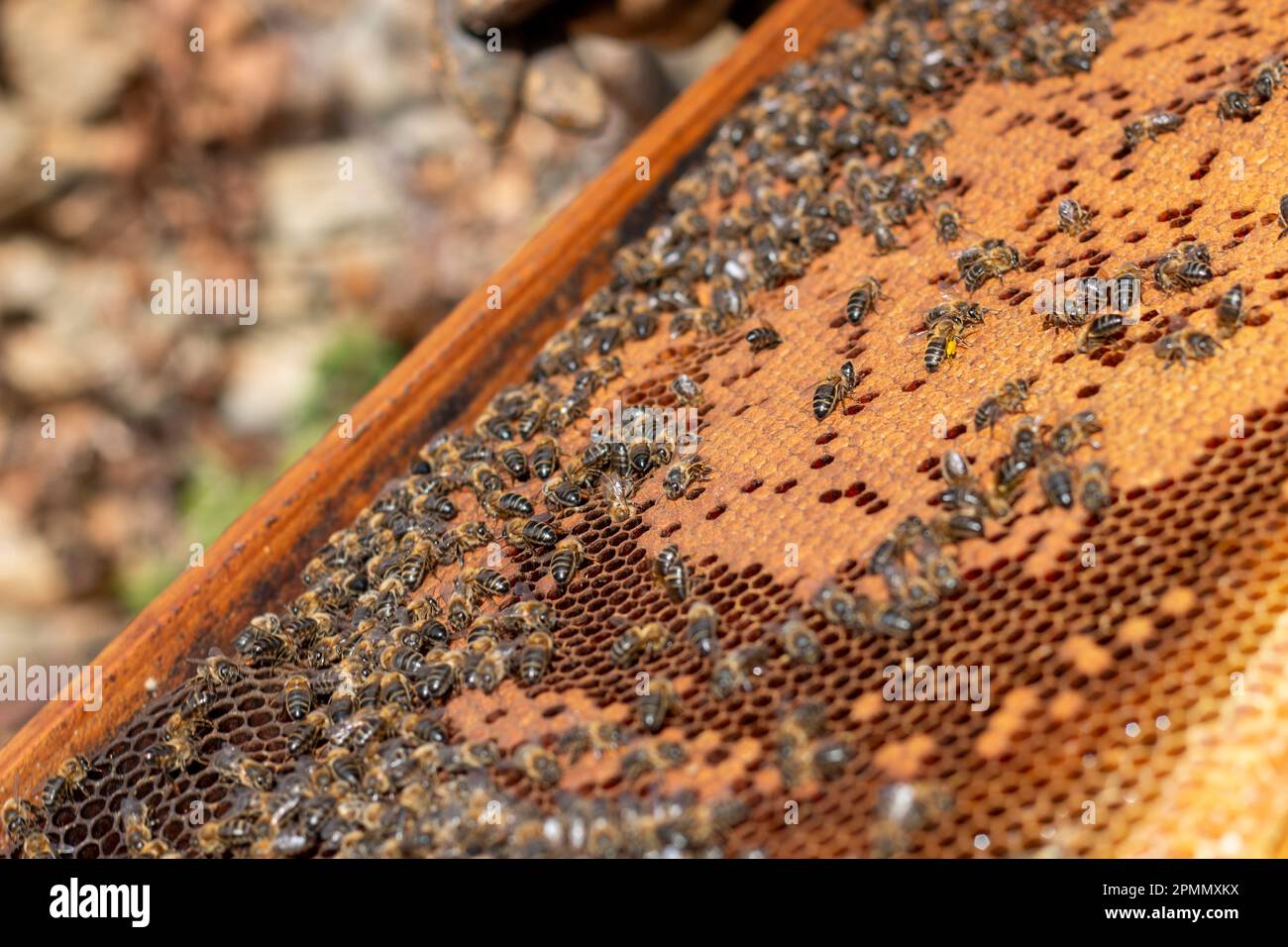 Rich honeycombs where you can see these insects, the bees, working to ...