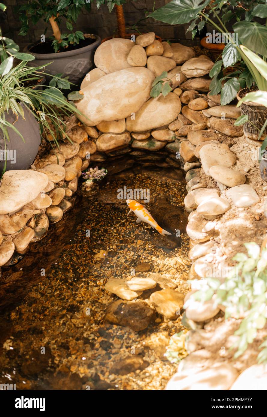 Decorative stone pond with koi carp fish Stock Photo - Alamy