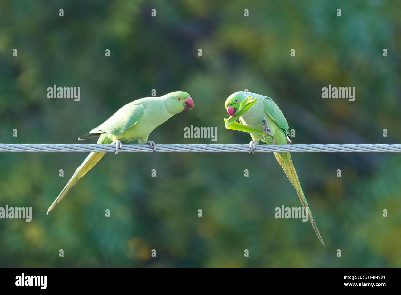 FUNNIEST images shows two parrots engaged in a furious tug of war after ...