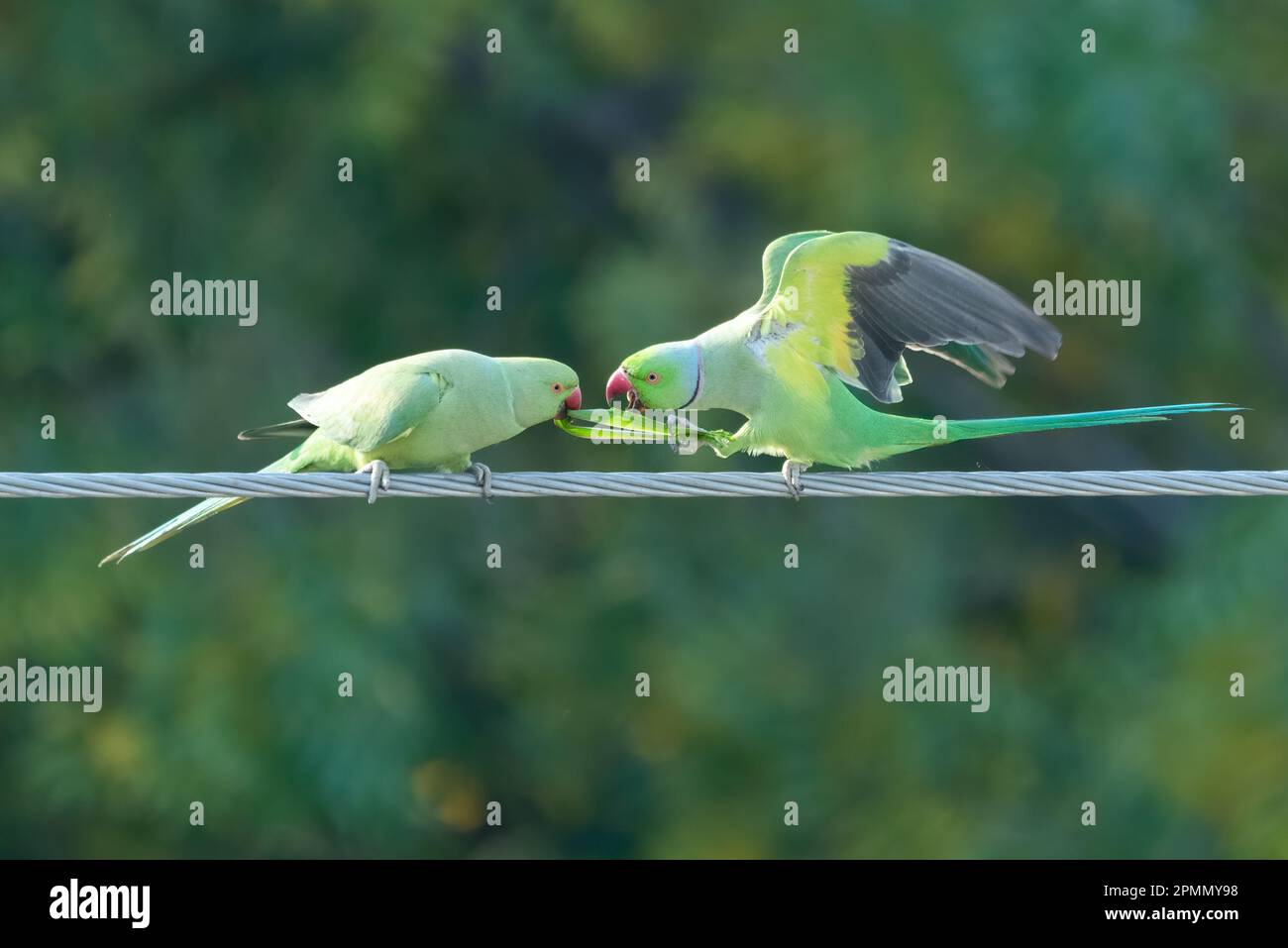 FUNNIEST images shows two parrots engaged in a furious tug of war after ...