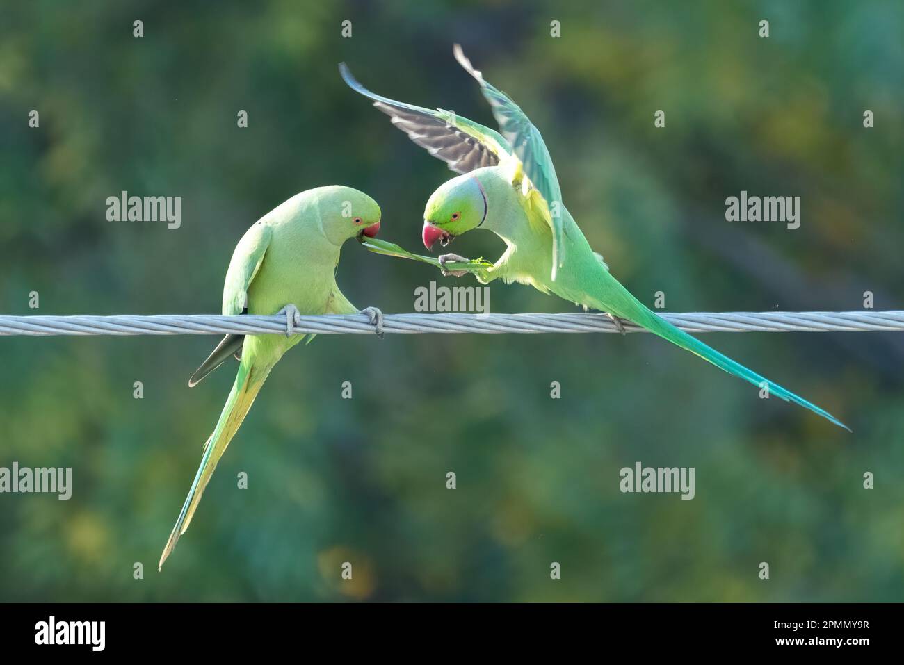 FUNNIEST images shows two parrots engaged in a furious tug of war after ...