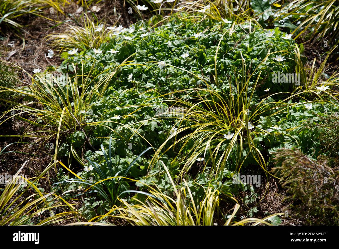 Golden foliage of ornamental grass Carex oshimensis 'Everillo' and ...