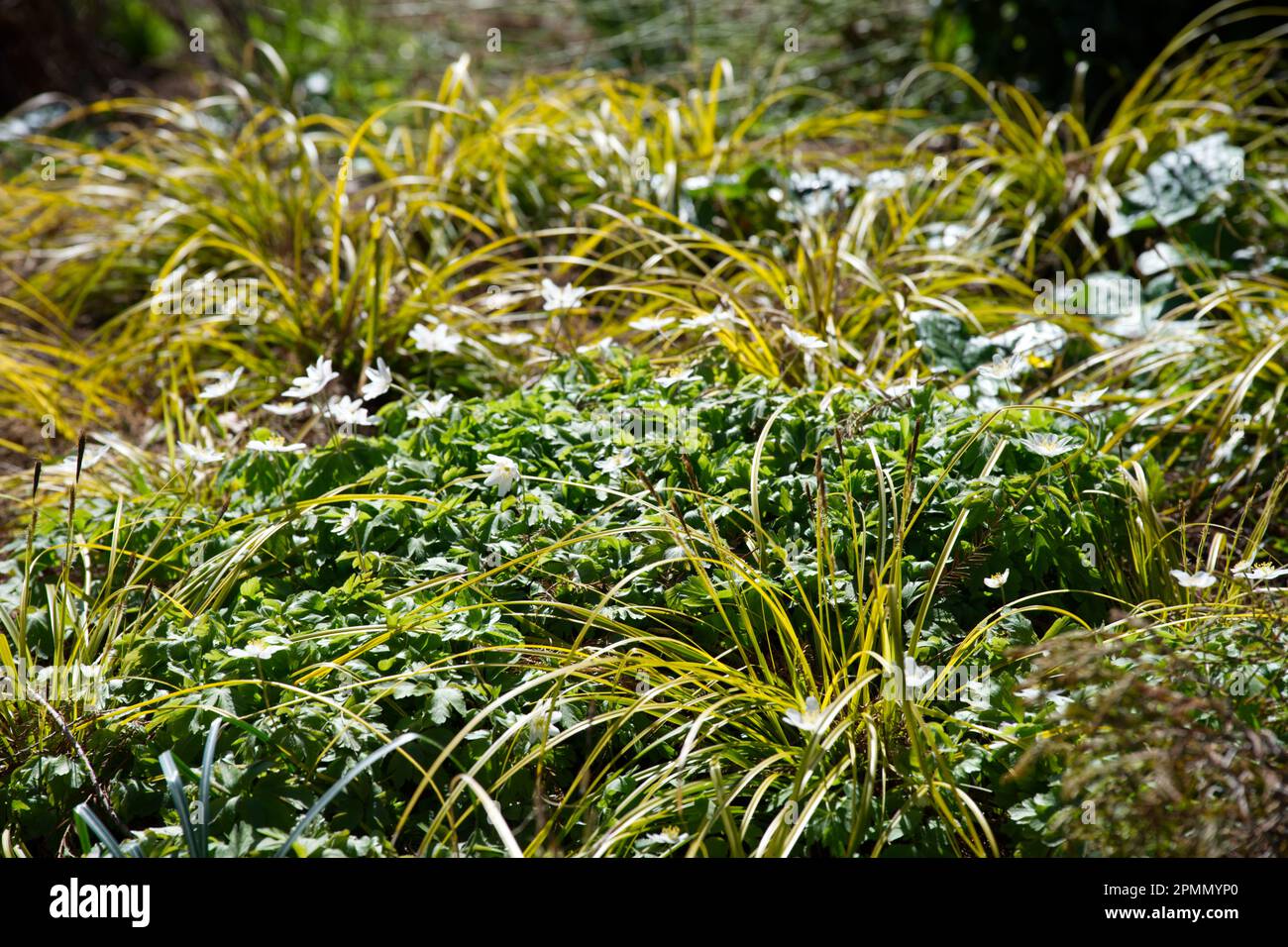 Golden foliage of ornamental grass Carex oshimensis 'Everillo' and ...