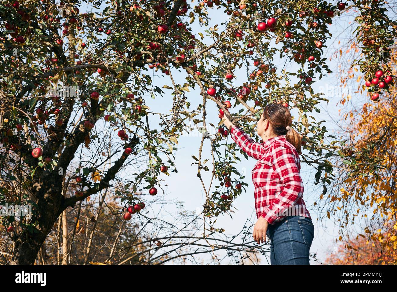 Woman picking ripe apples on farm. Farmer grabbing apples from tree in ...