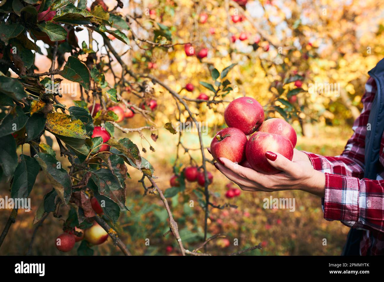 Woman picking ripe apples on farm. Farmer grabbing apples from tree in ...
