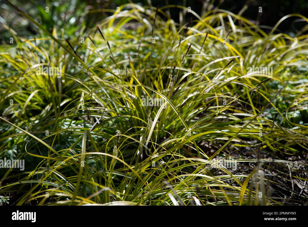 Golden spring foliage of ornamental grass Carex oshimensis 'Everillo ...
