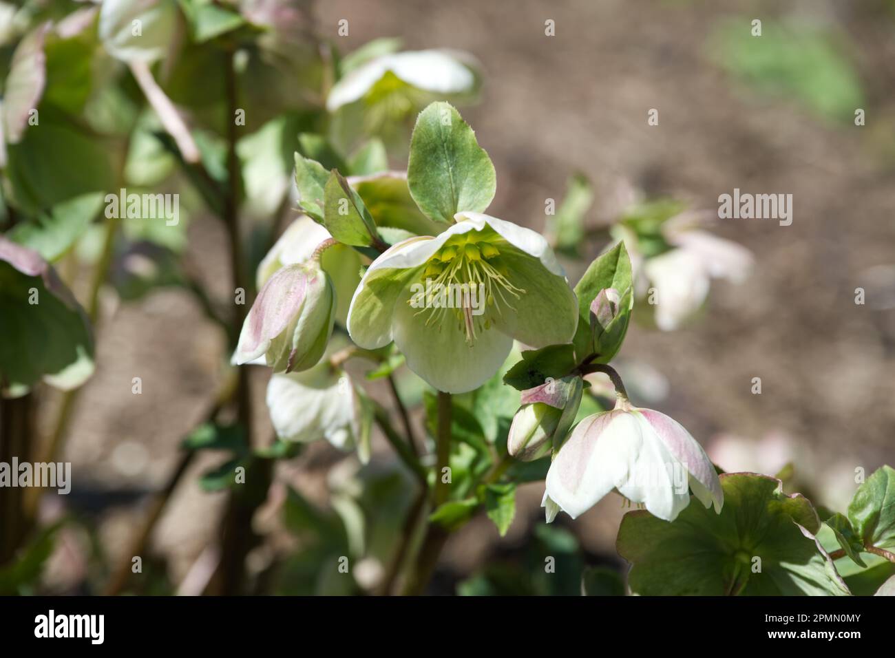 Spring flowers of hellebore Helleborus (Rodney Davey Marbled Group ...