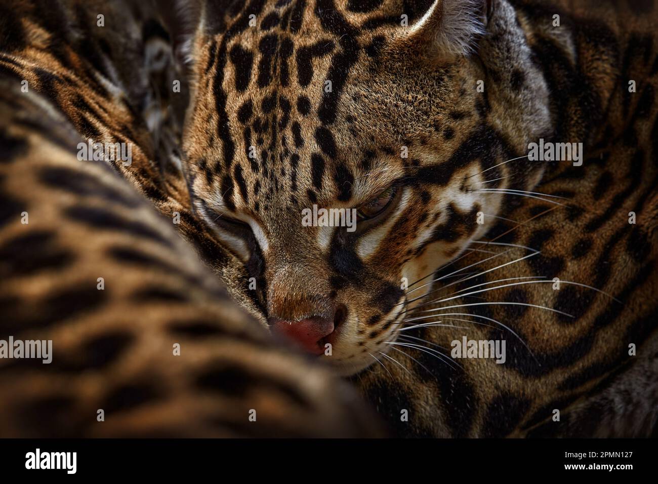 Detail portrait cat ocelot, Leopardus wiedii, in tropical forest ...