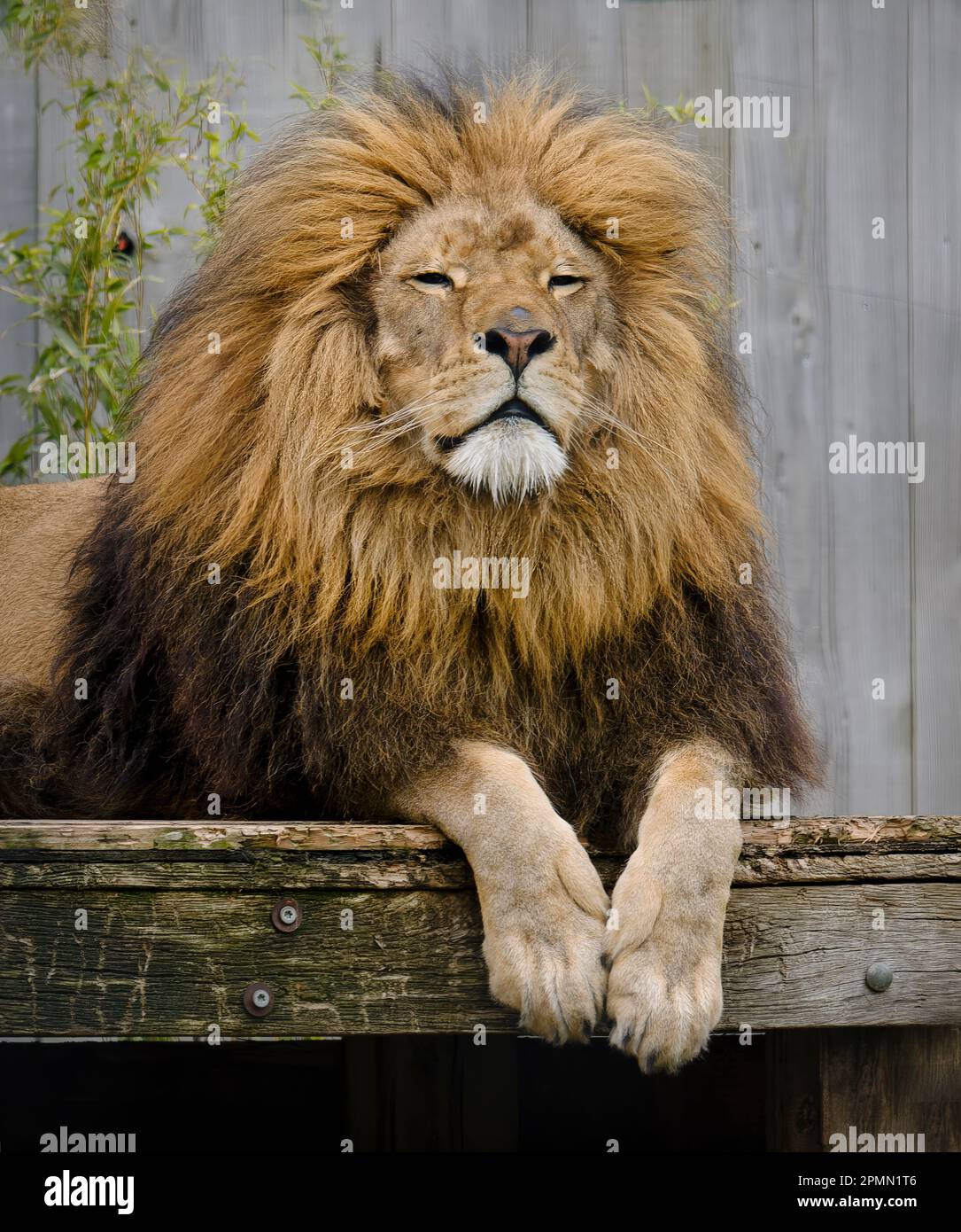 Lion at the zoo Stock Photo - Alamy