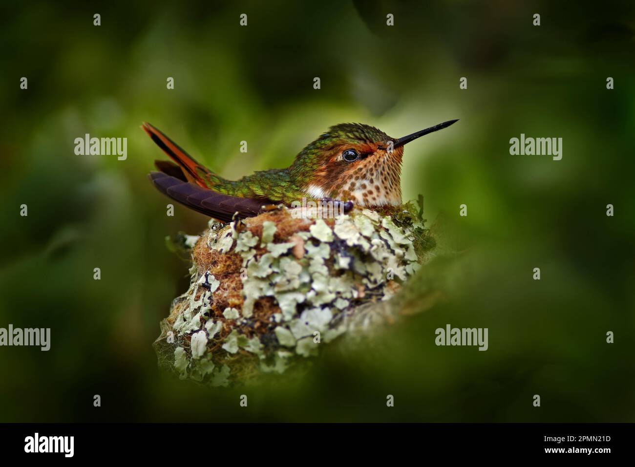 Hummingbird in nest feeding two chicks. Scintillant Hummingbird ...