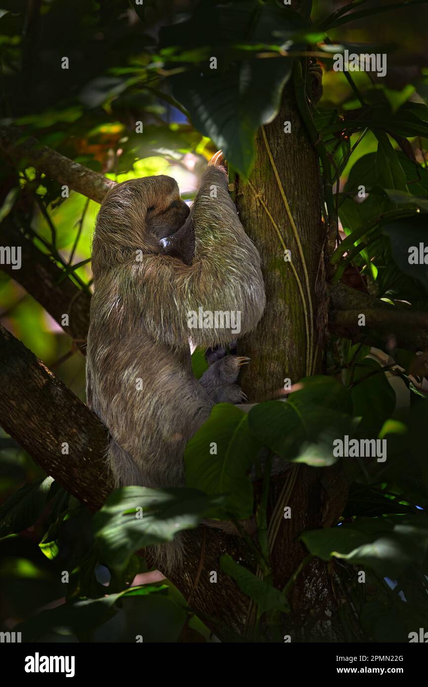 Sloth with young baby. Beautiful animal in nature habitat. Linnaeus's ...