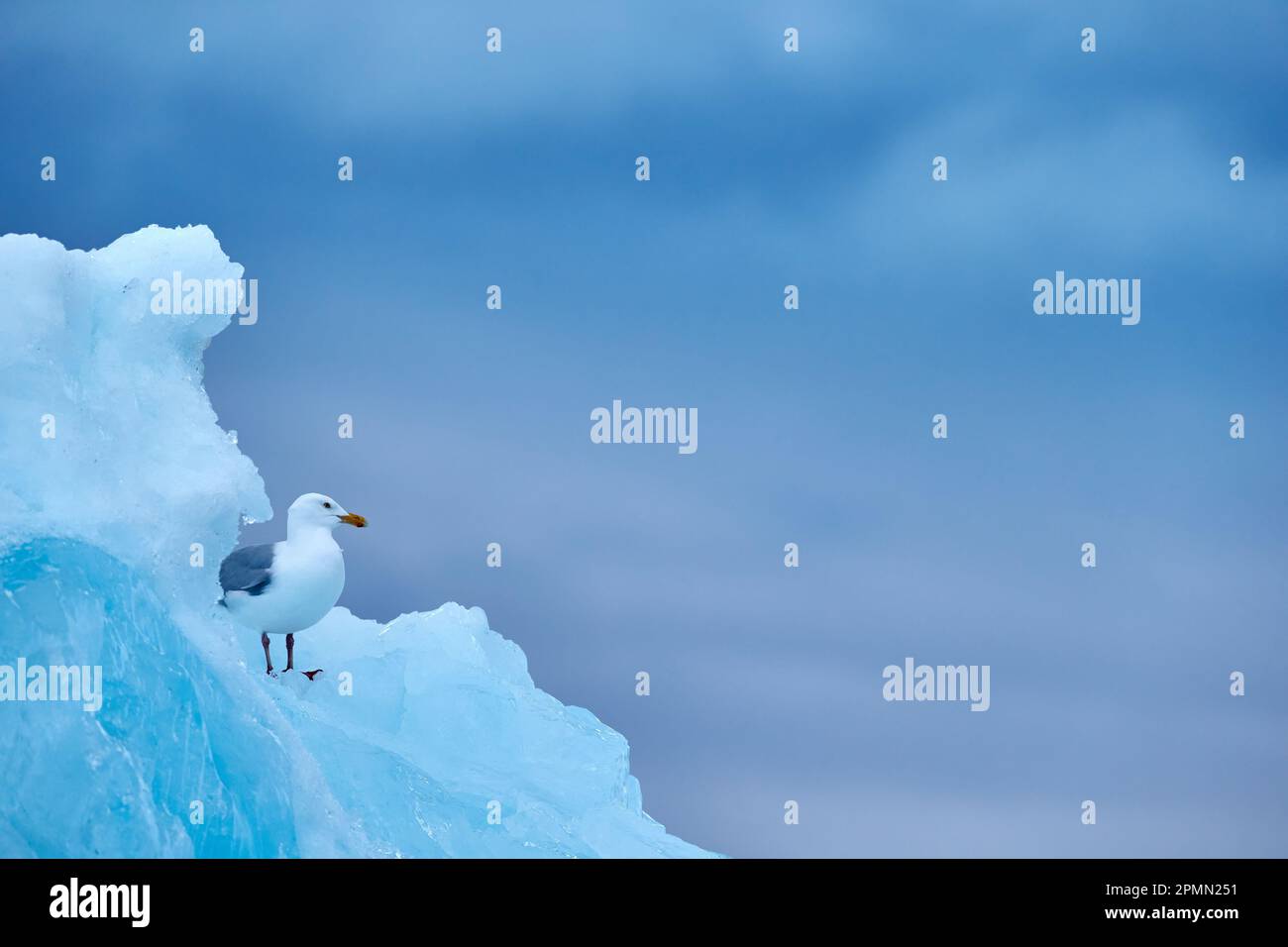 Glaucous gull, Larus hyperboreus on ice with snow. Seal carcass with ...