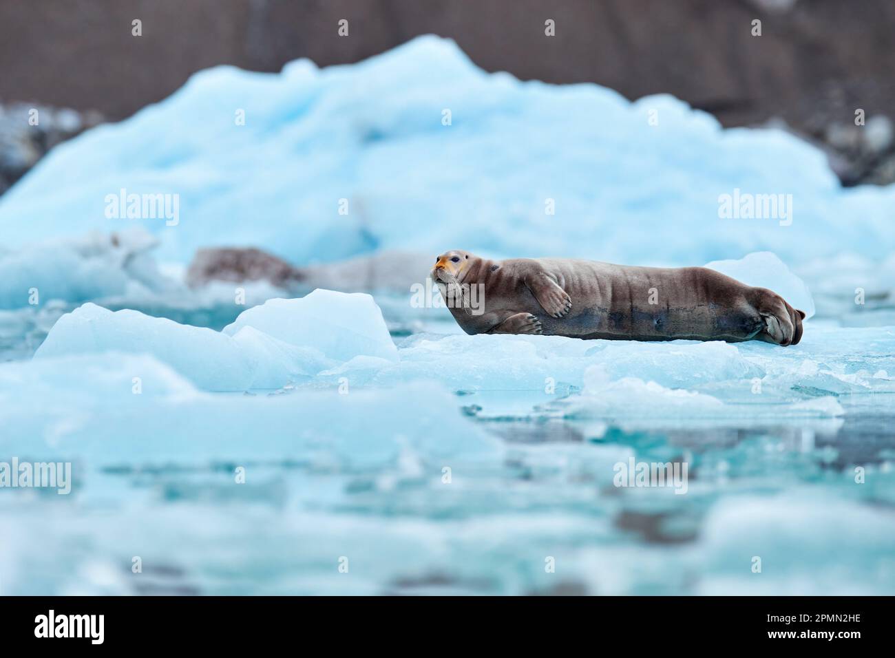 Arctic nature. Snowy wildlife. Cute seal in the Arctic snowy habitat ...
