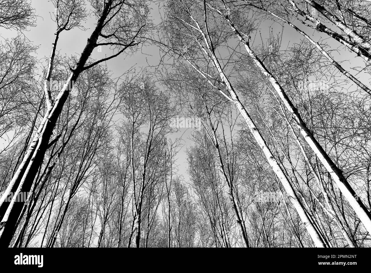 Silver birches at Anglesey Abbey Stock Photo - Alamy