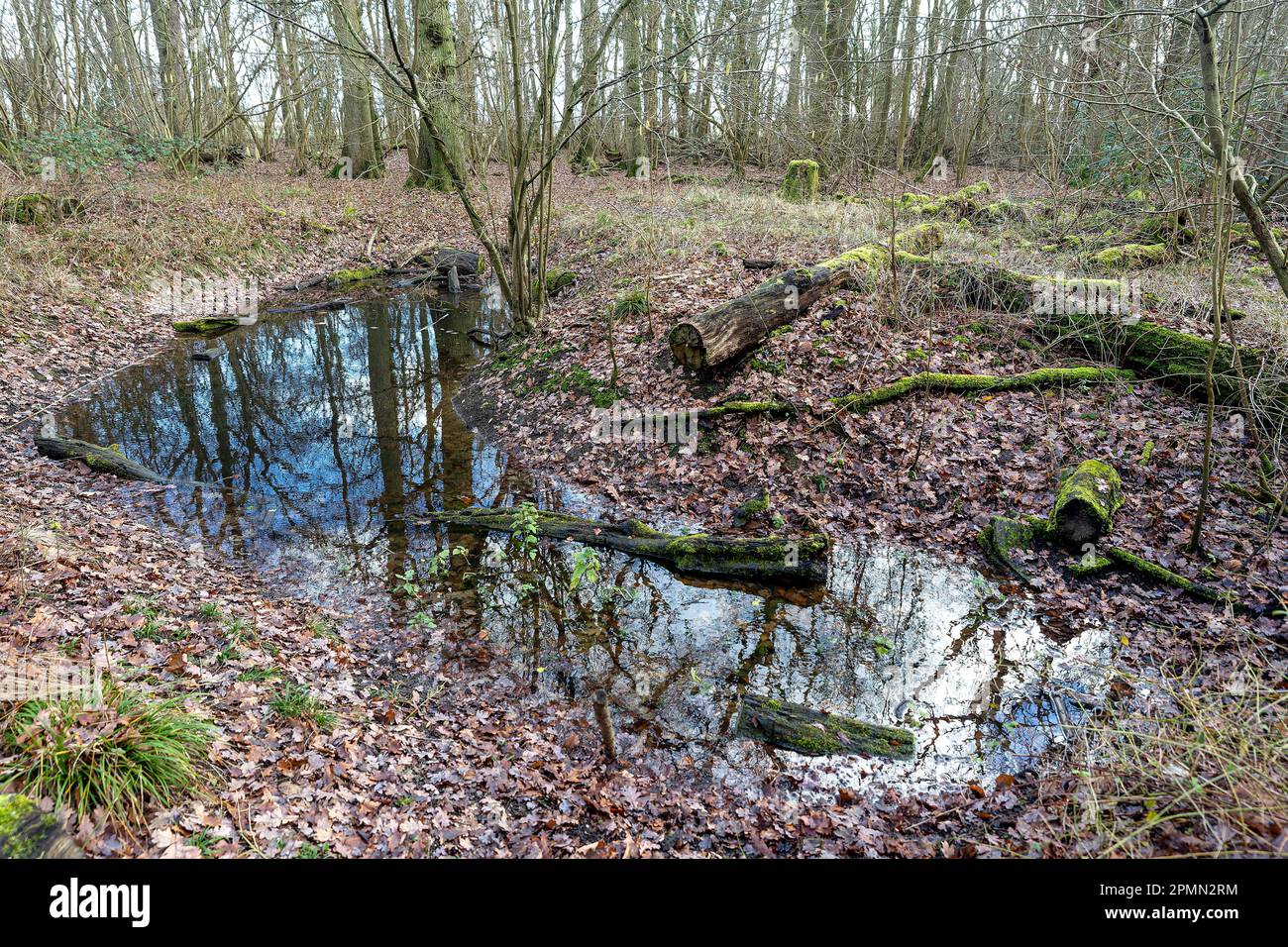 Pool in Hardwick Wood Stock Photo - Alamy