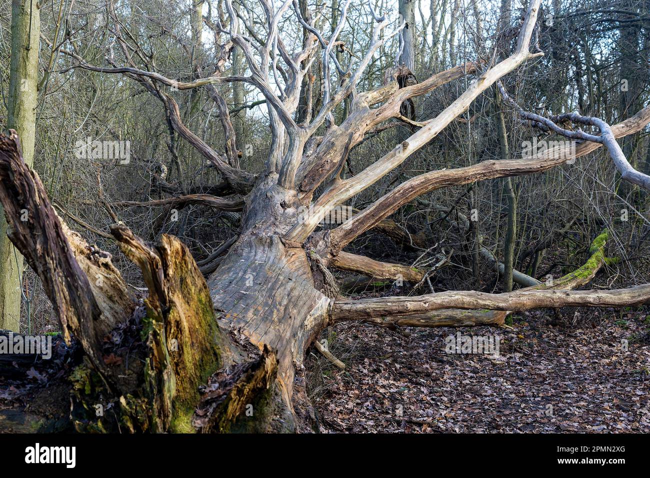 Hardwick tree hi-res stock photography and images - Alamy