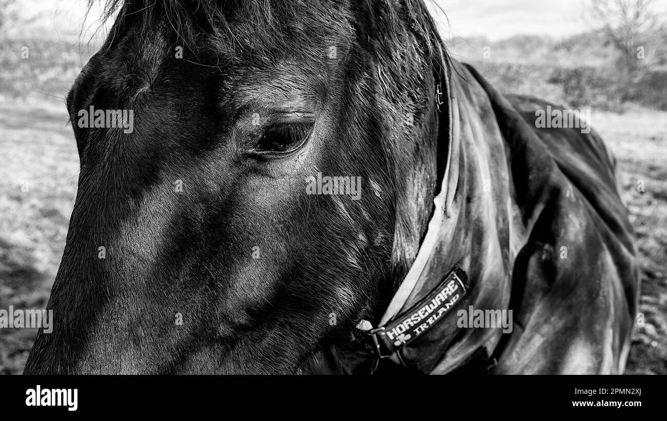 Environment field Black and White Stock Photos & Images - Alamy