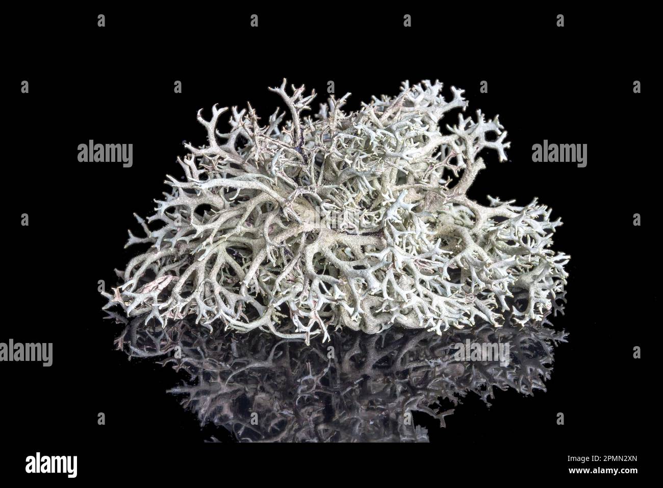 Try tree moss from fir and pine trees on black background - raw ...