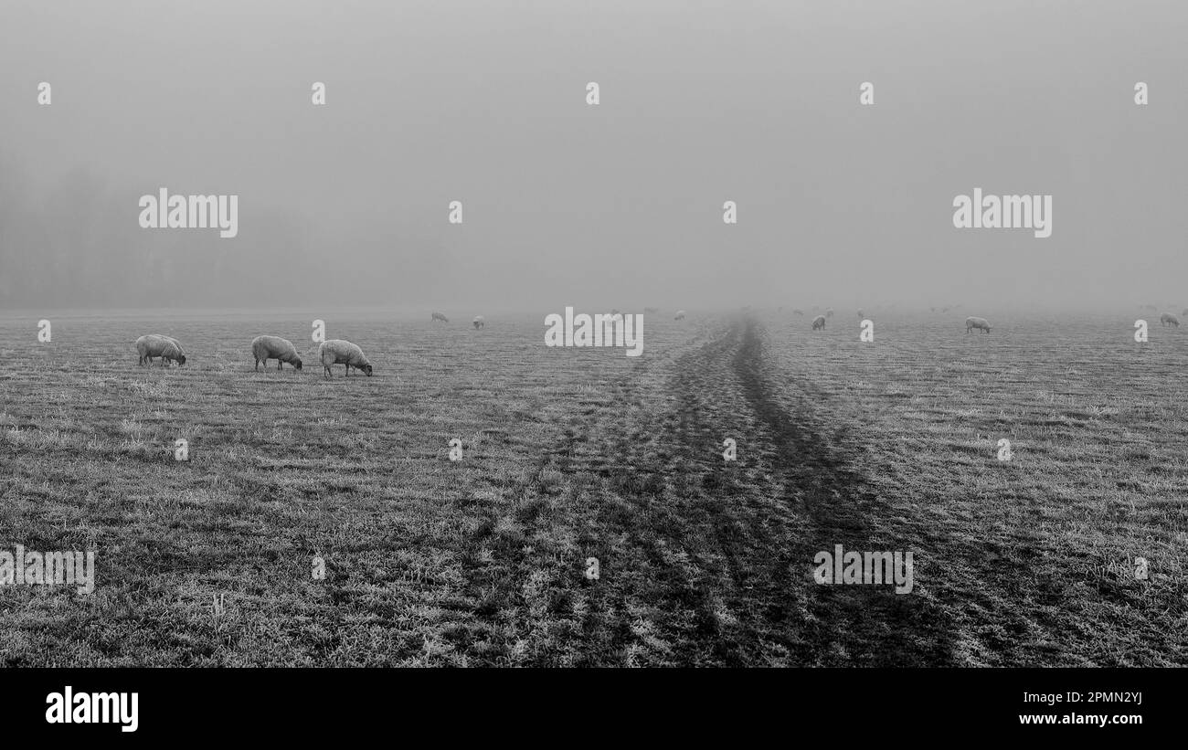 Livestock in fog Black and White Stock Photos & Images - Alamy