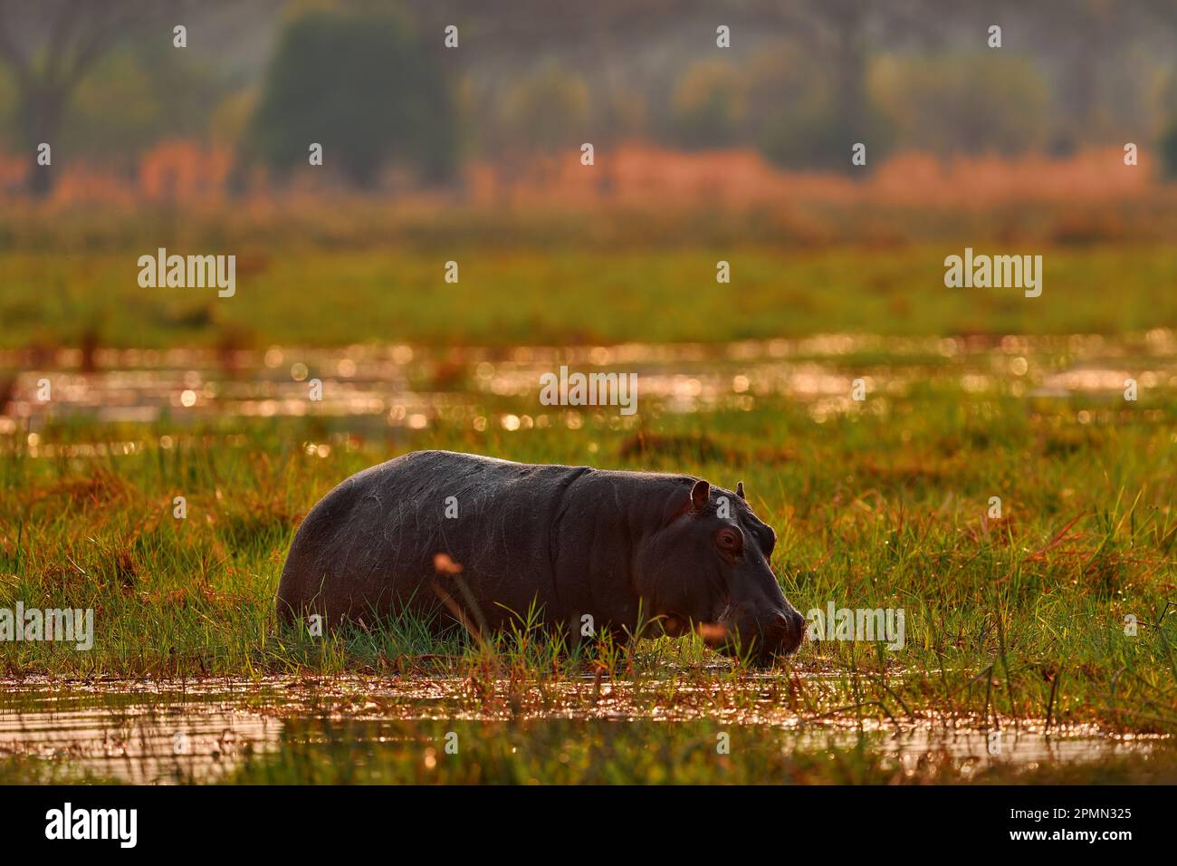 Botswana wildlife. Hippo with open mouth muzzle with toouth, danger ...