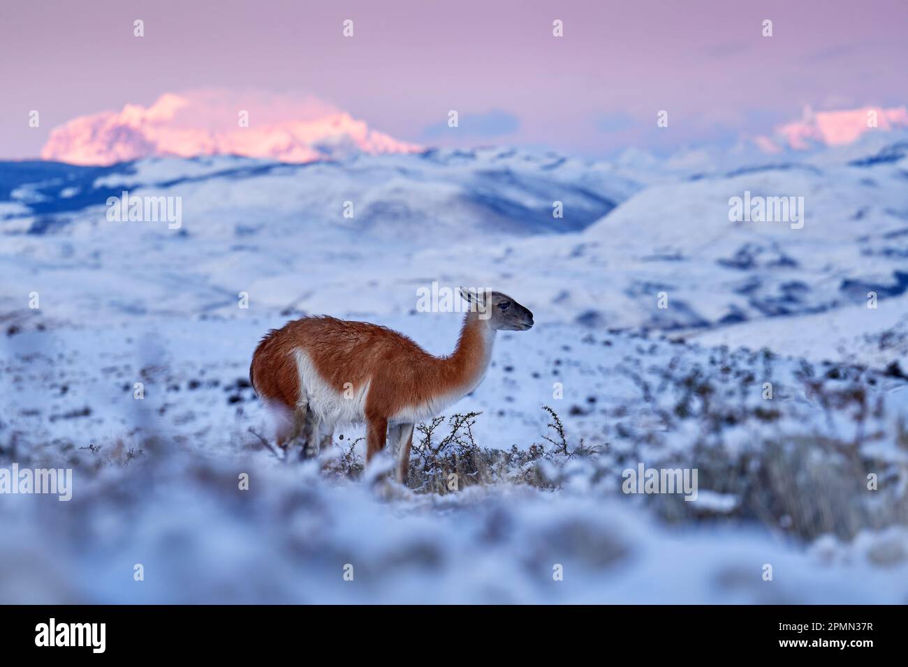 Guanaco in Chile, Torres del Paine NP in Patagonie. Winter with snow in ...