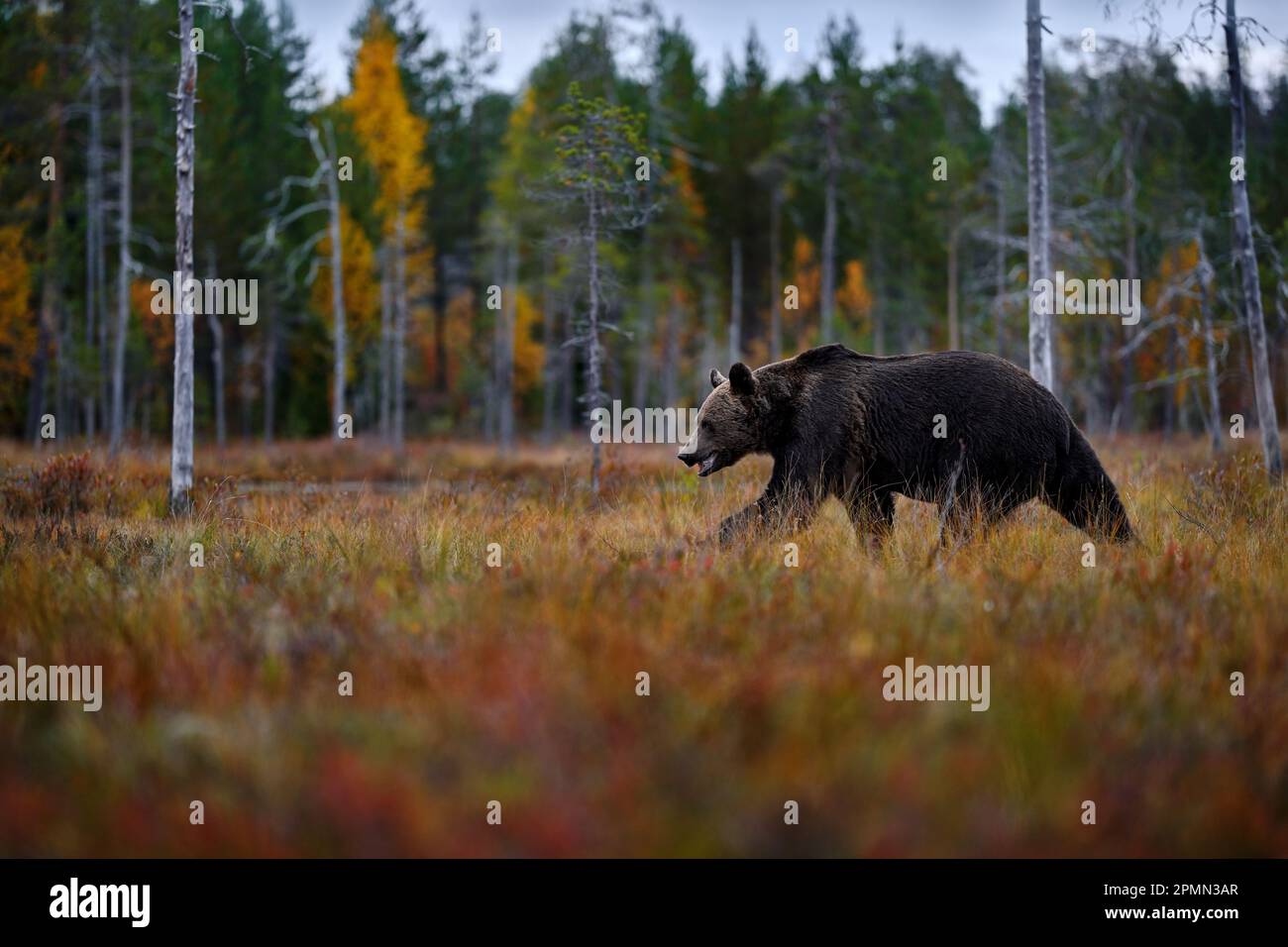 Autumn nature. Bear wide angle lens in yellow forest. Fall trees with ...