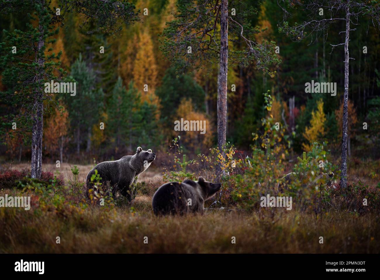 Autumn nature. Bear wide angle lens in yellow forest. Fall trees with ...