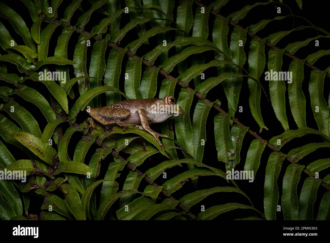 Madagascar Bright-eyed Frog, Boophis madagascariensis, Ranomafana NP in ...