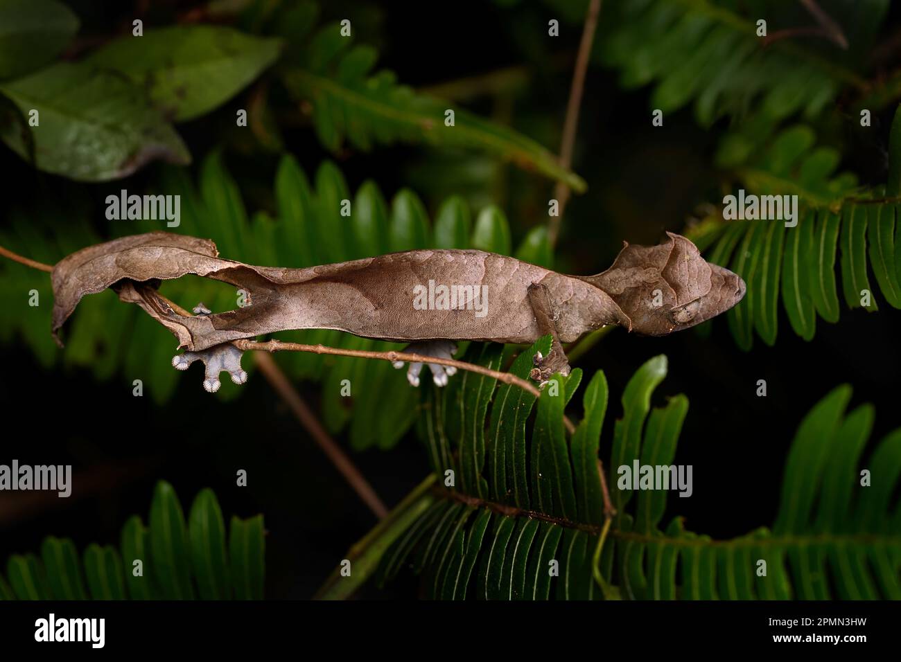 Satanic leaf-tailed gecko, Uroplatus phantasticus, lizard from ...