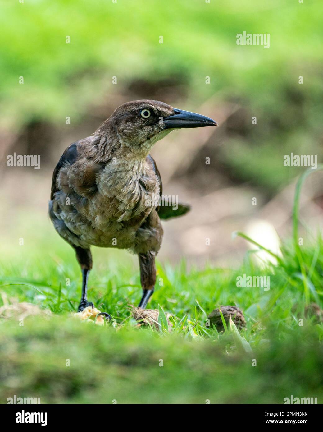 Exotic bird in the Patagonia Argentina. Spring day Stock Photo - Alamy