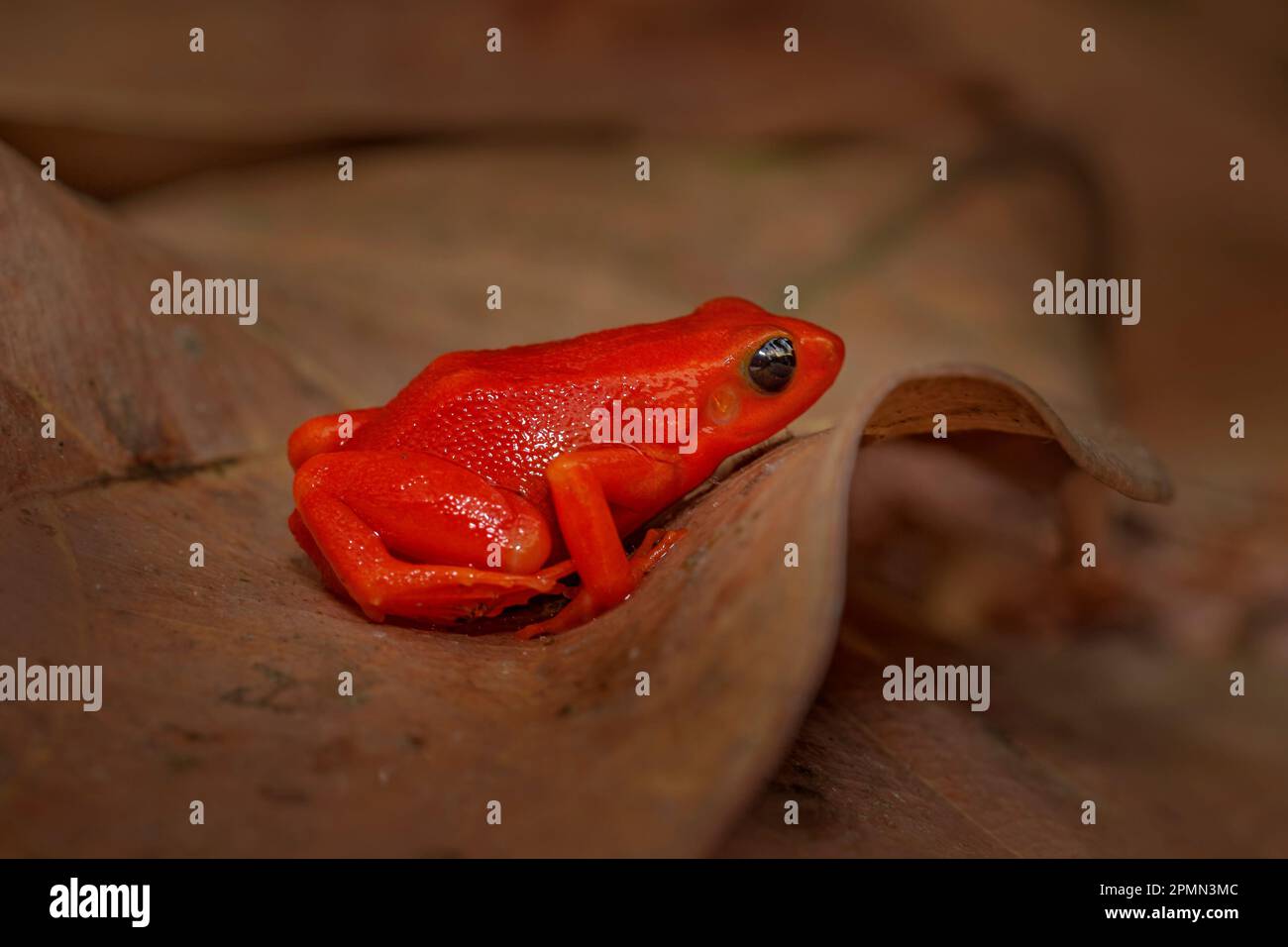 Golden mantella, Mantella aurantiaca, orange red frog from Andasibe ...