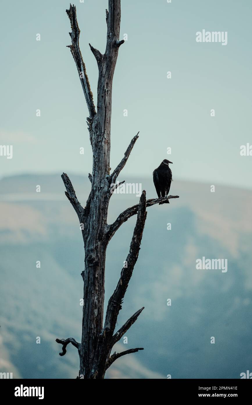 Exotic bird in the Patagonia Argentina. The Andes Stock Photo - Alamy
