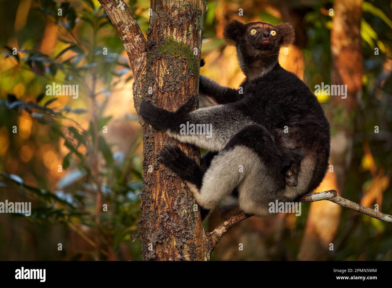 Wildlife Madagascar, babakoto, Indri indri, monkey with young babe cub ...