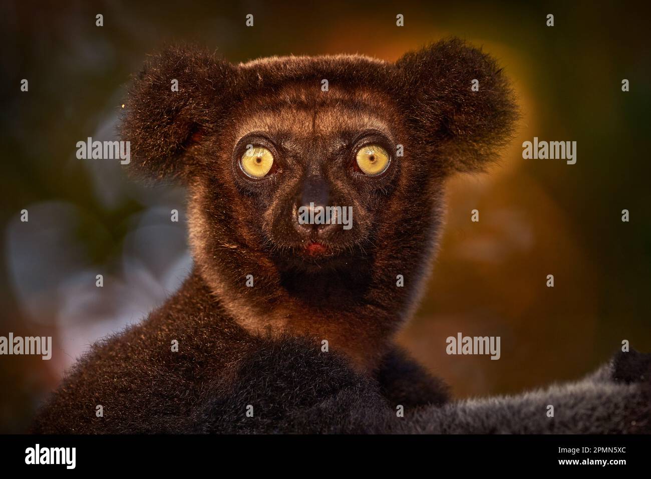 Wildlife Madagascar, indri monkey portrait, Madagascar endemic. Lemur ...