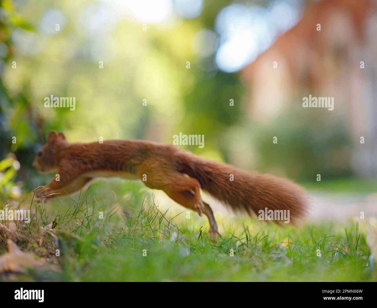 Cute squirrel in a park in Munich, Germany summer travel to Europe ...