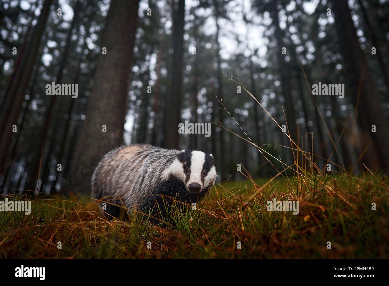 Badger in the forest. Hidden in bushes of cranberries. Nice wood in the ...